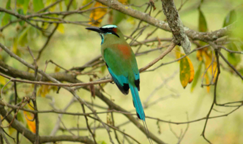 4 Consejos para proteger la naturaleza en Yucatan Country