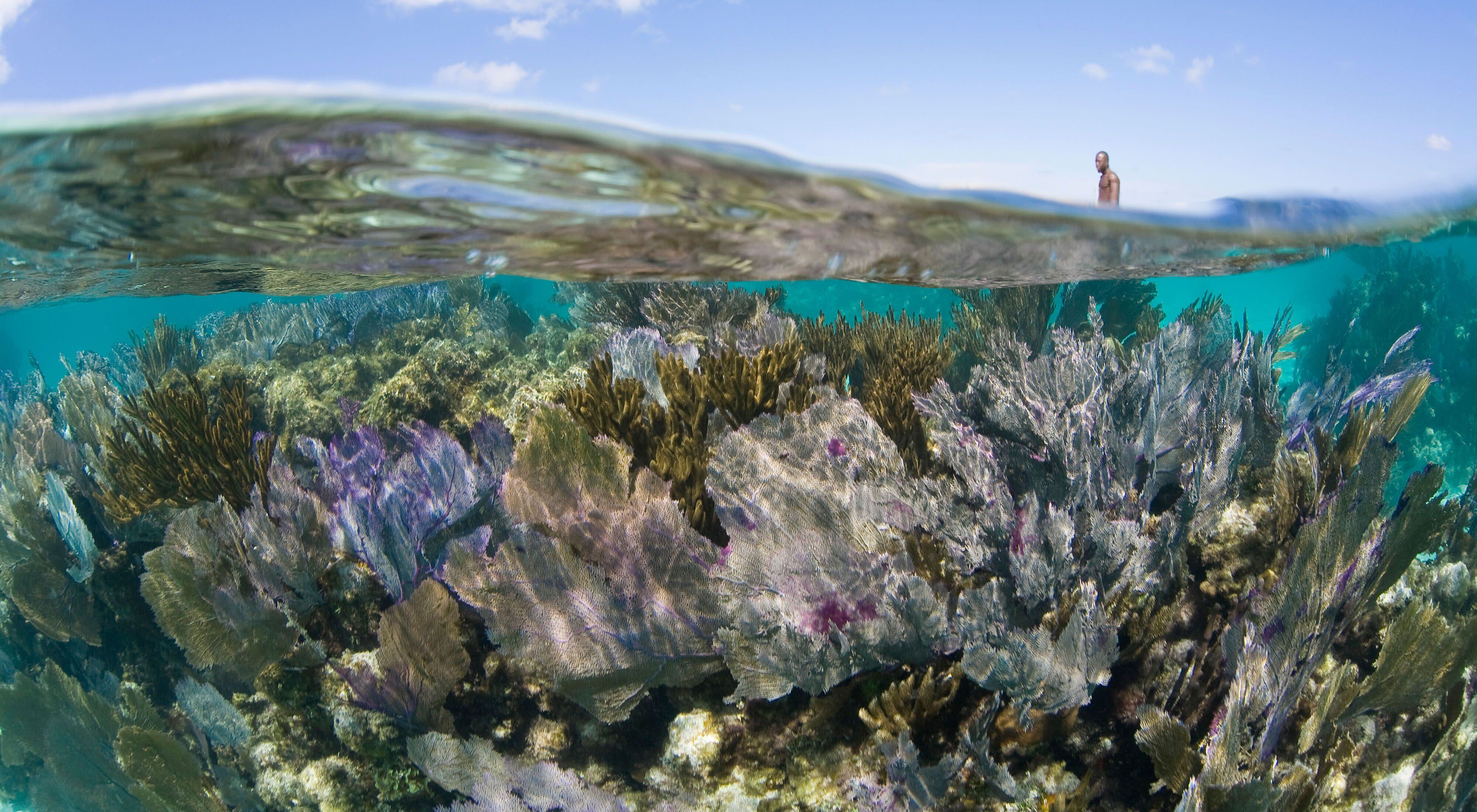 Tulum's underwater paradise: The vital importance of the Mesoamerican Reef
